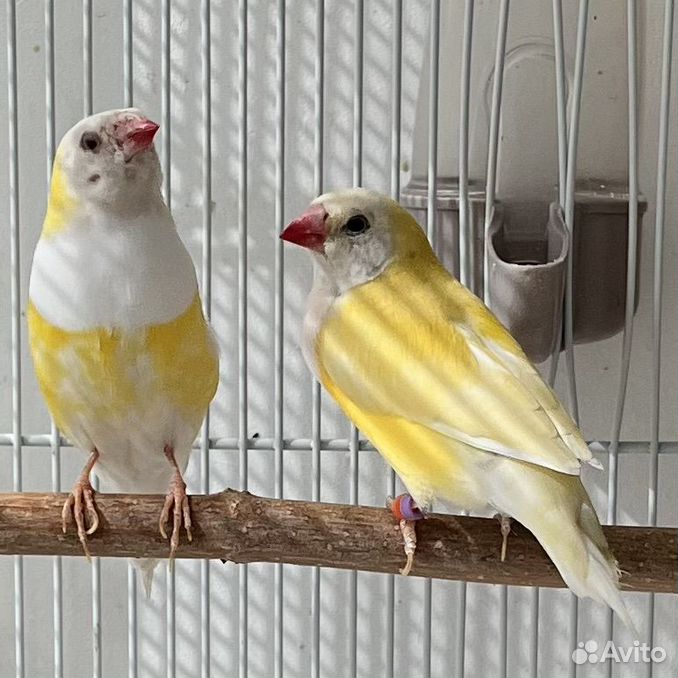 Амадины гульда