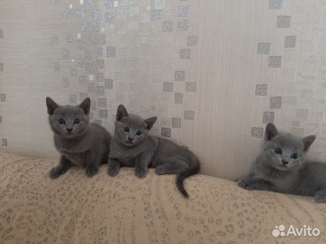 Котята русская голубая