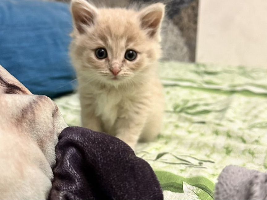 Милый персиковый котик