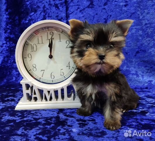 Кукольный мини мальчишка