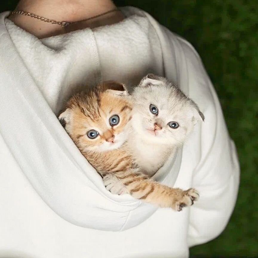 Котята шиншилла