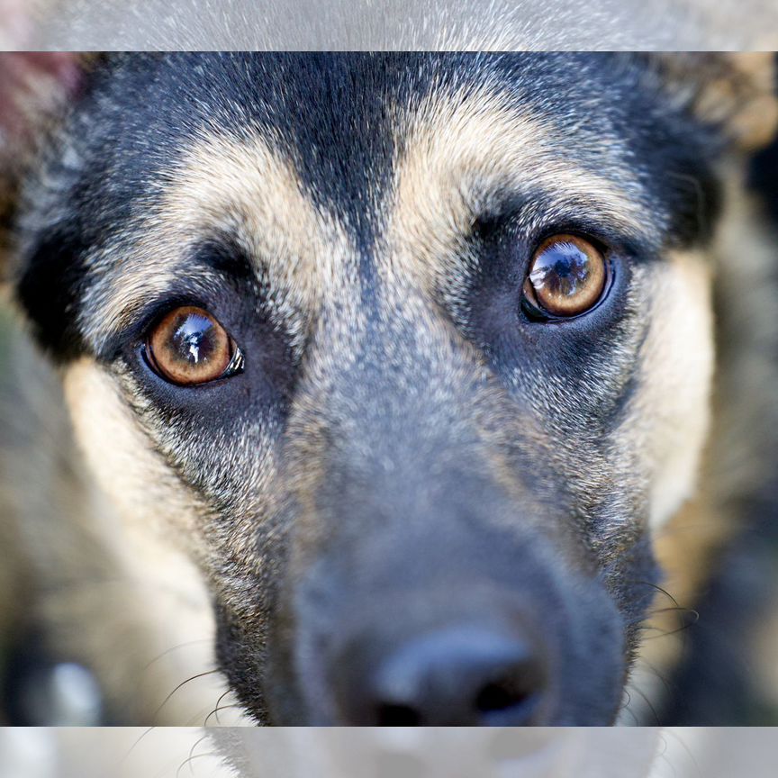 Взрослый пёс в добрые руки