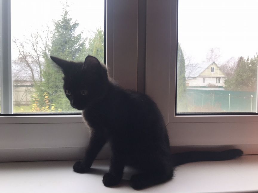 Котенок, кошка