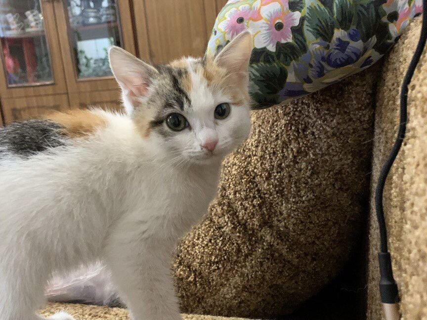 Кошка