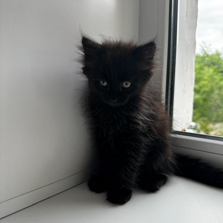 Котенок-девочка