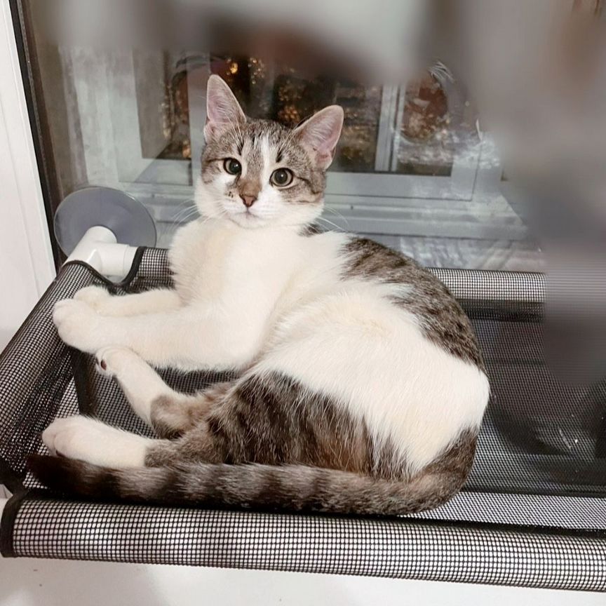 Милая девочка в добрые руки