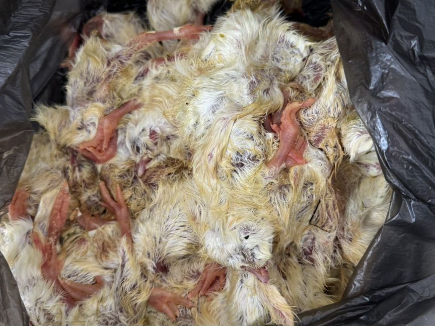 Цыплята суточные на корм