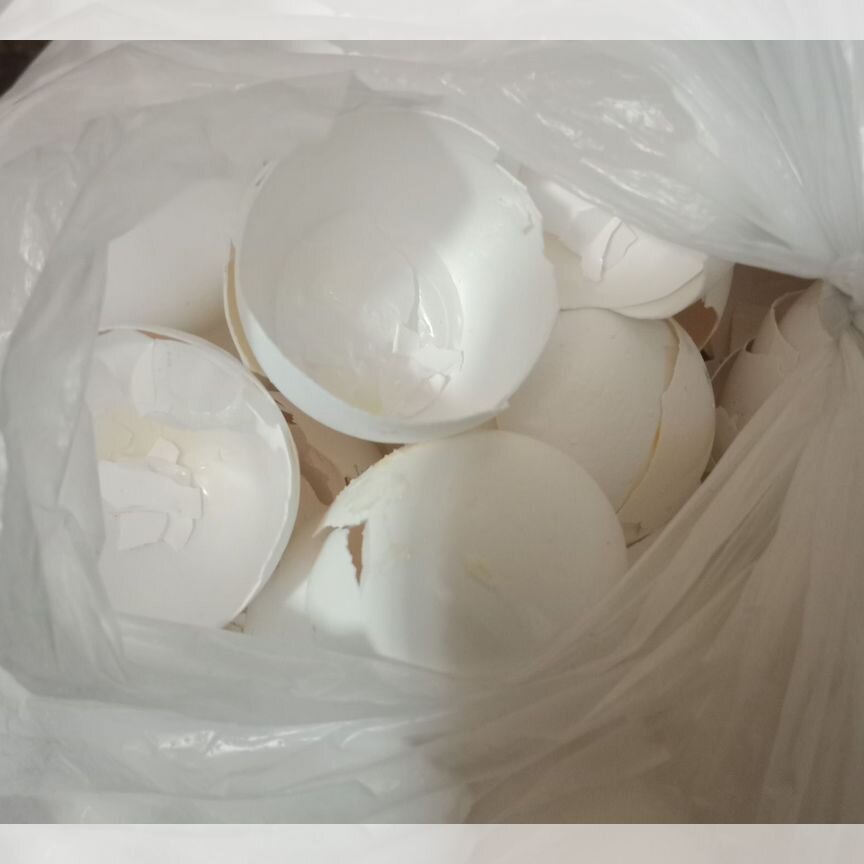 Яичная скорлупа