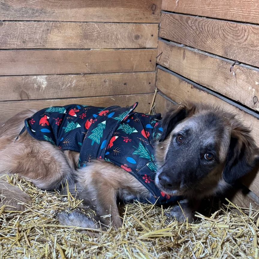 Собака в добрые руки