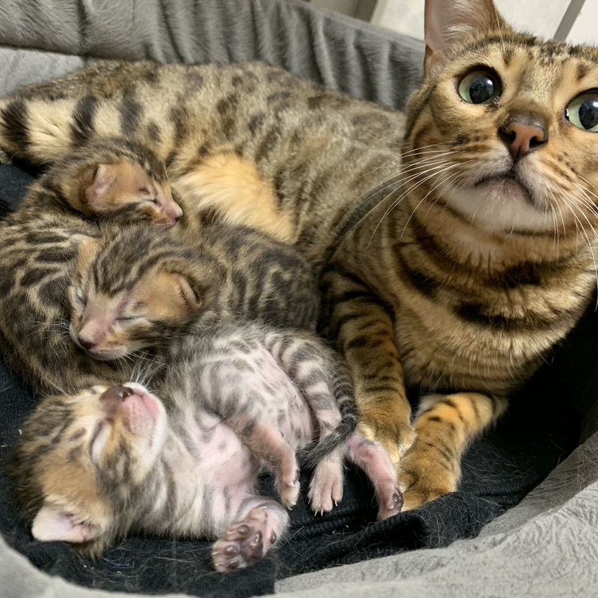 Бенгальская