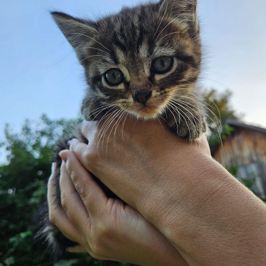 Котята в добрые руки