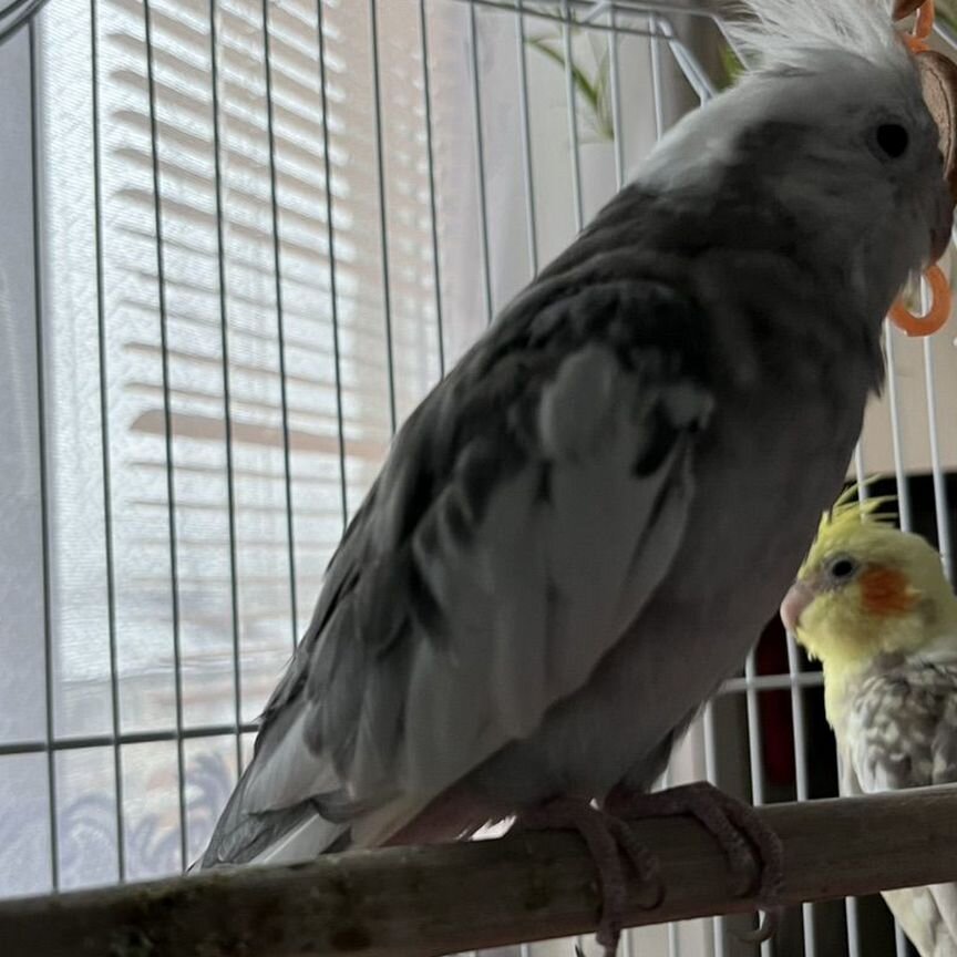 2 попугая кореллы