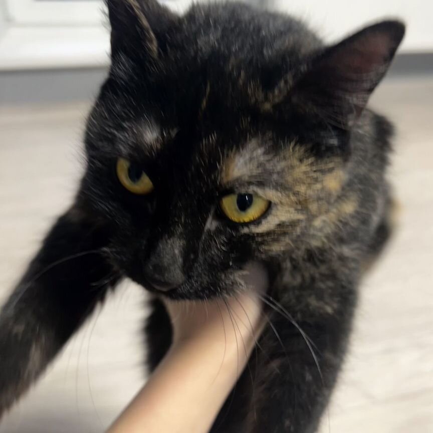 Взрослая, Девочка кошка в добрые руки