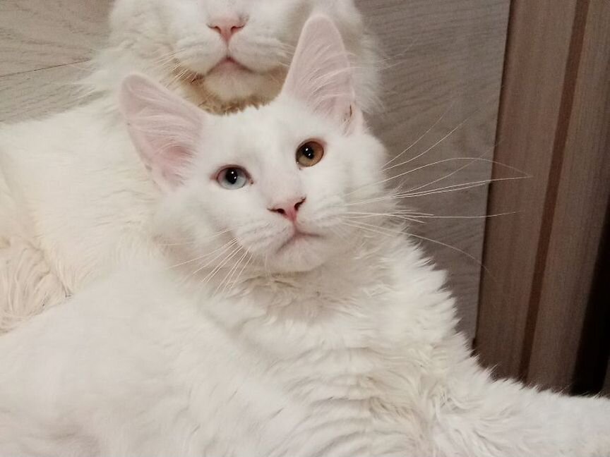 Мейн-кун