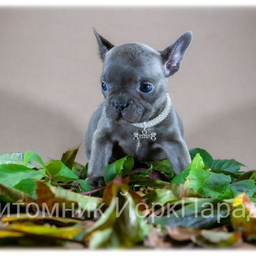 Мини голубая булочка