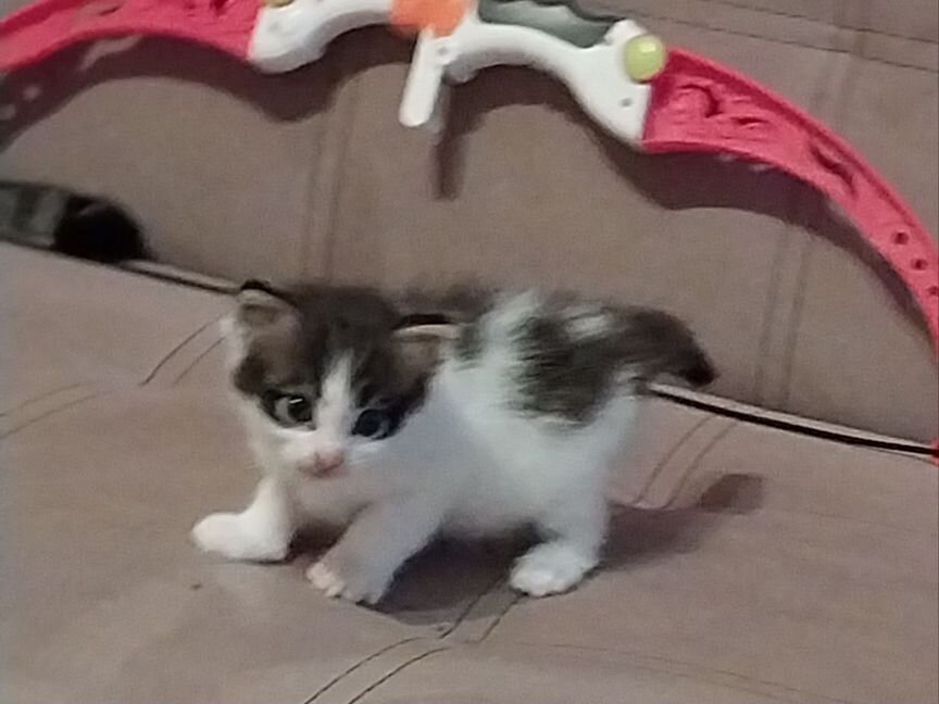 Котята помесь разных пород