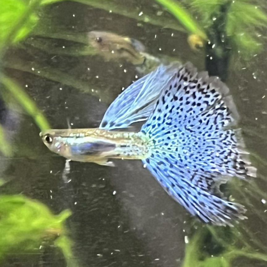 Рыбки гуппи чистая линия голубая трава