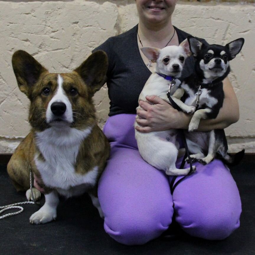 Чихуахуа, щенок