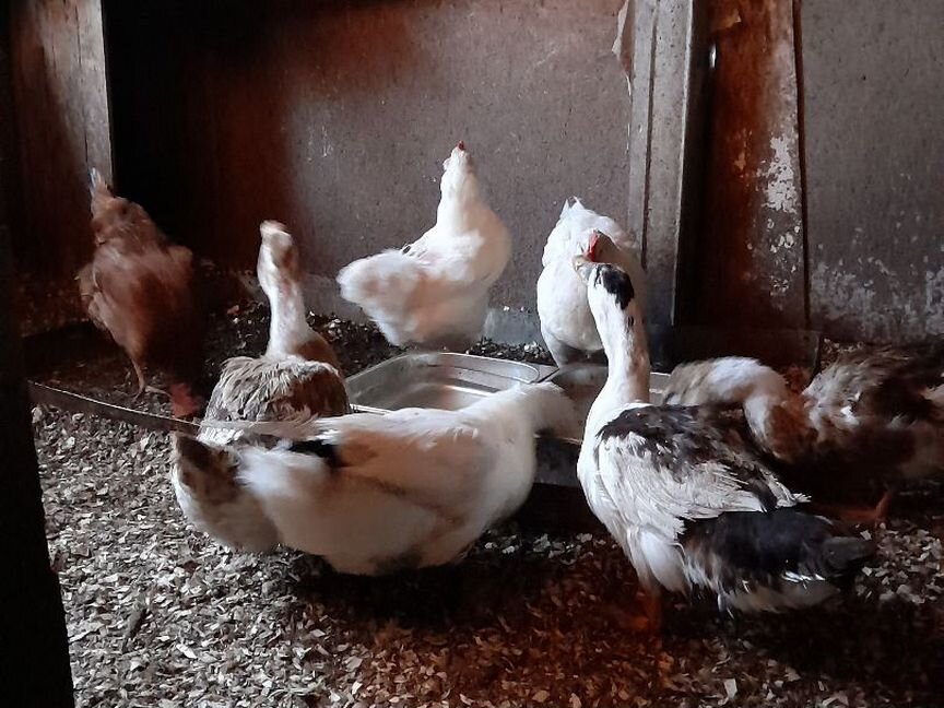 Петухи,утки