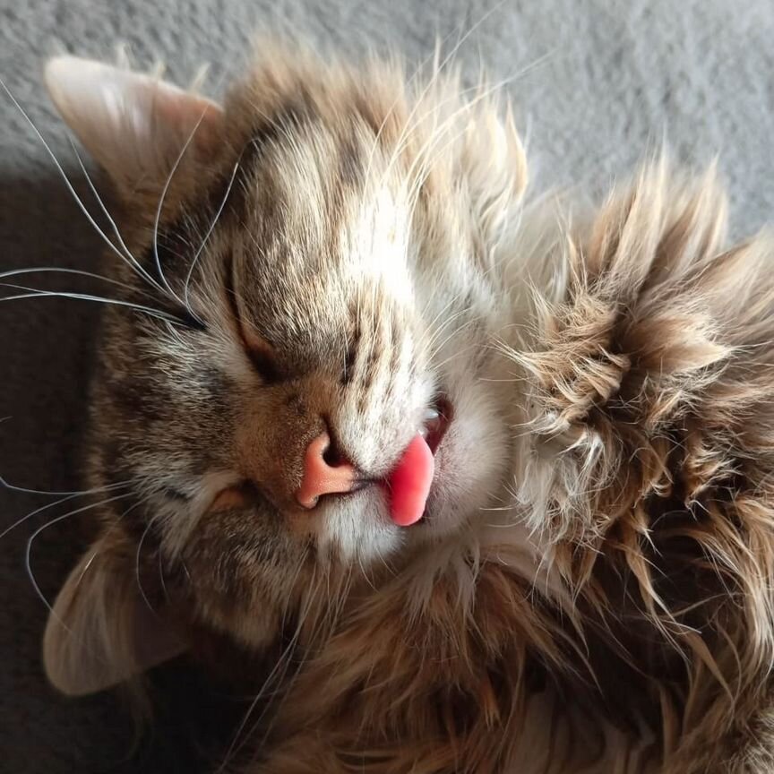 Сибирский котик