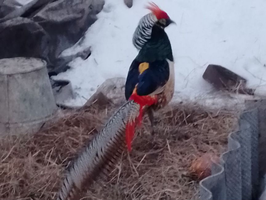 Семья алмазного фазана