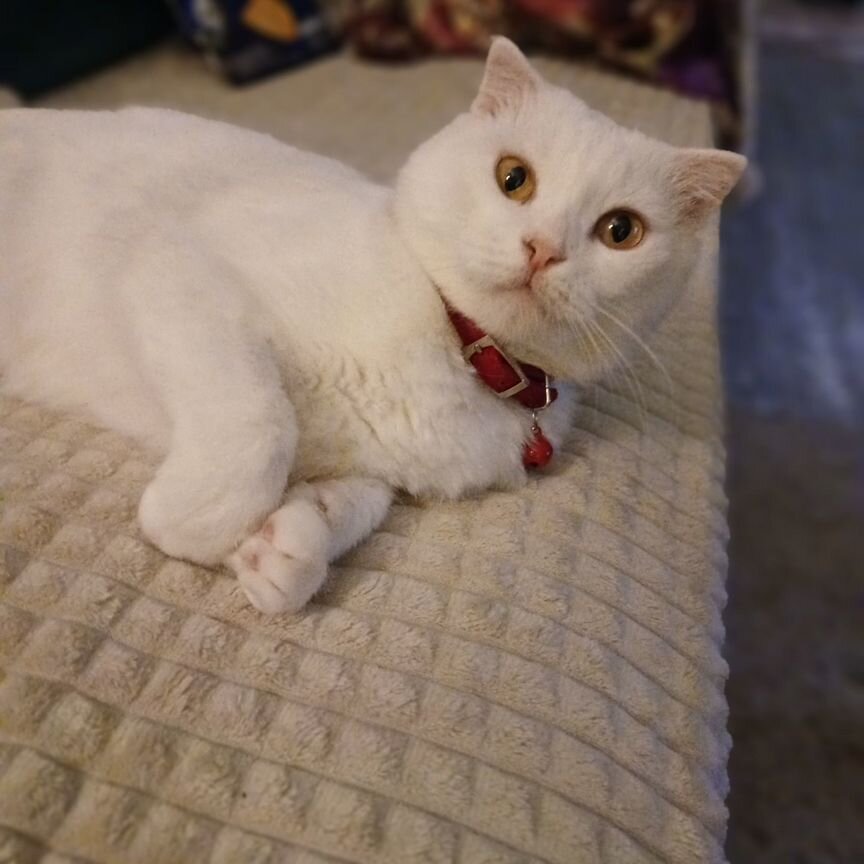 Белоснежная подружка в дар