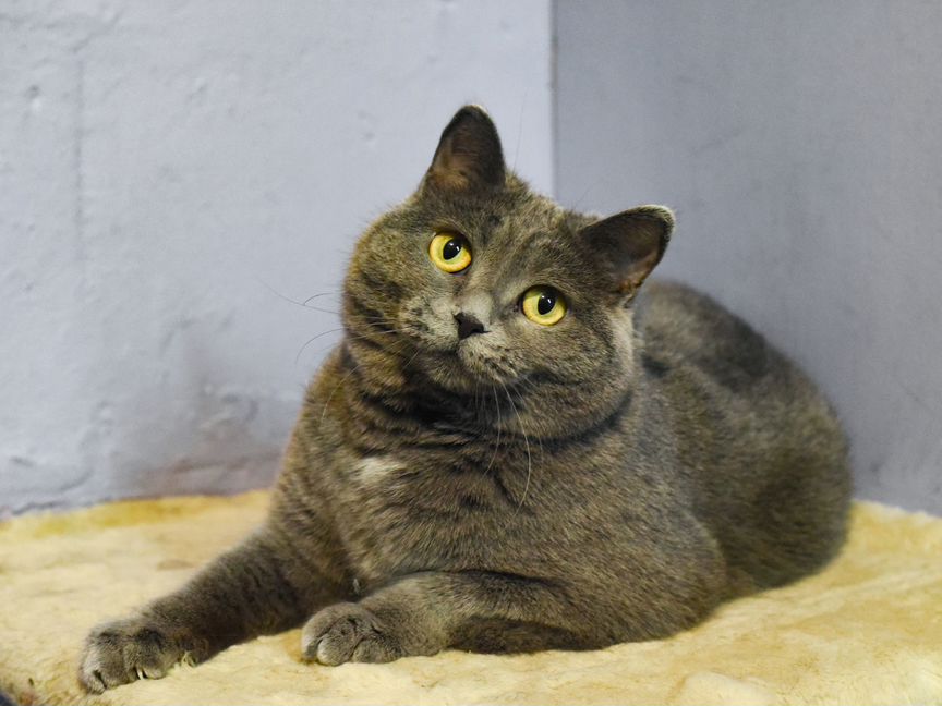 Британская кошечка Банти ищет дом