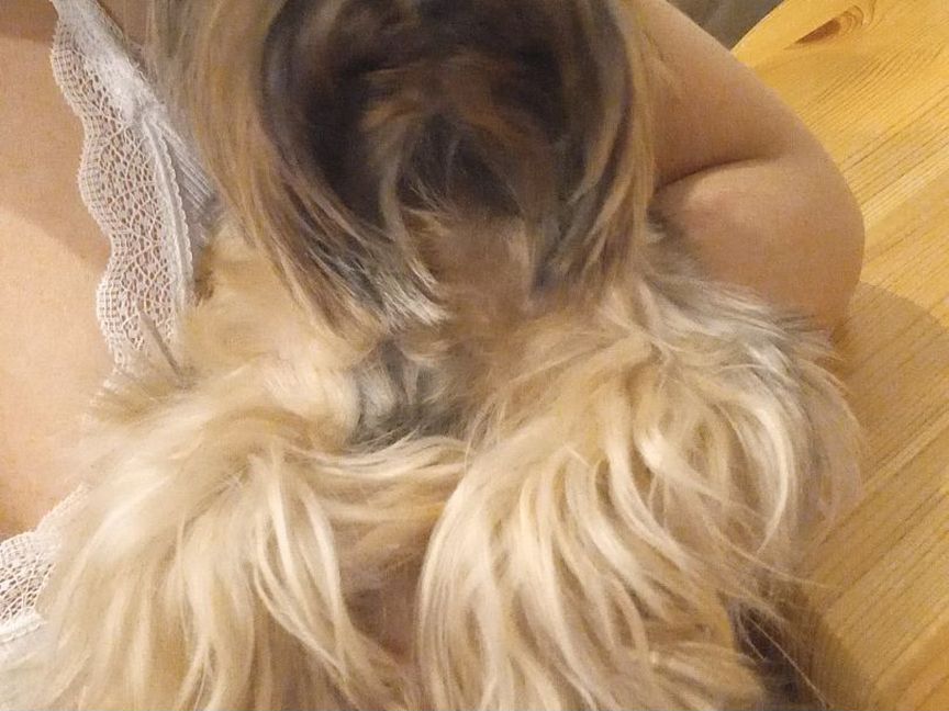 Потерялся Йорк