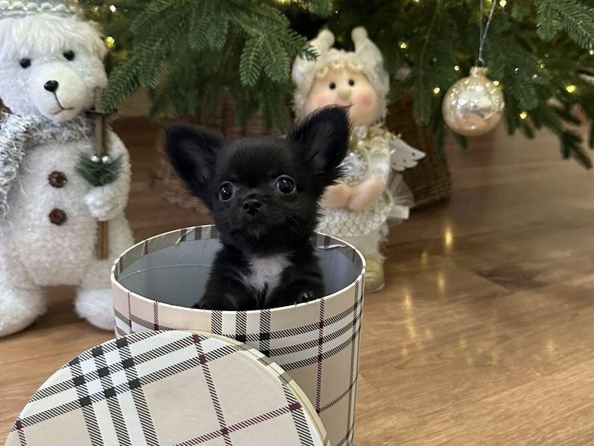 Чихуахуа мальчик