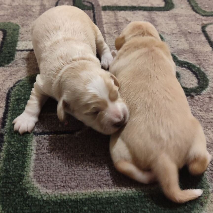 Щенок в добрые руки