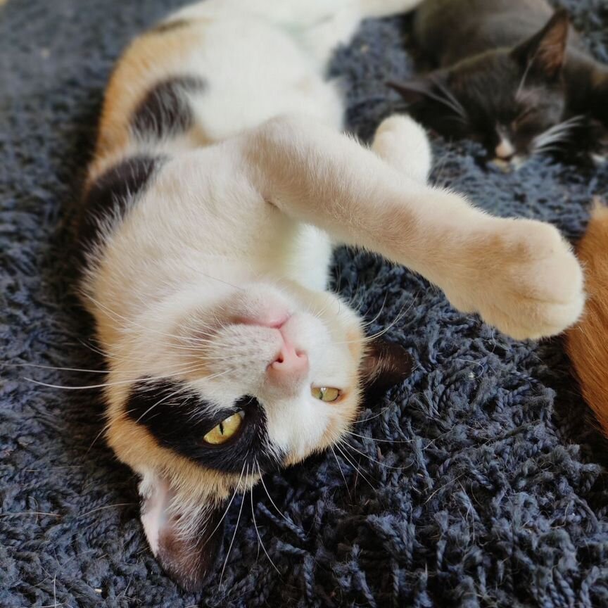 Кошки