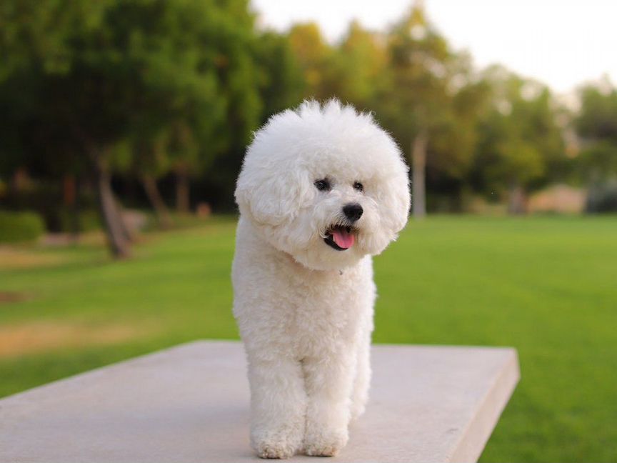 Щенки бишон фризе