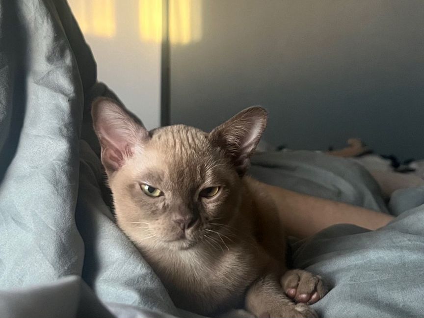 Котенок европейской бурмы