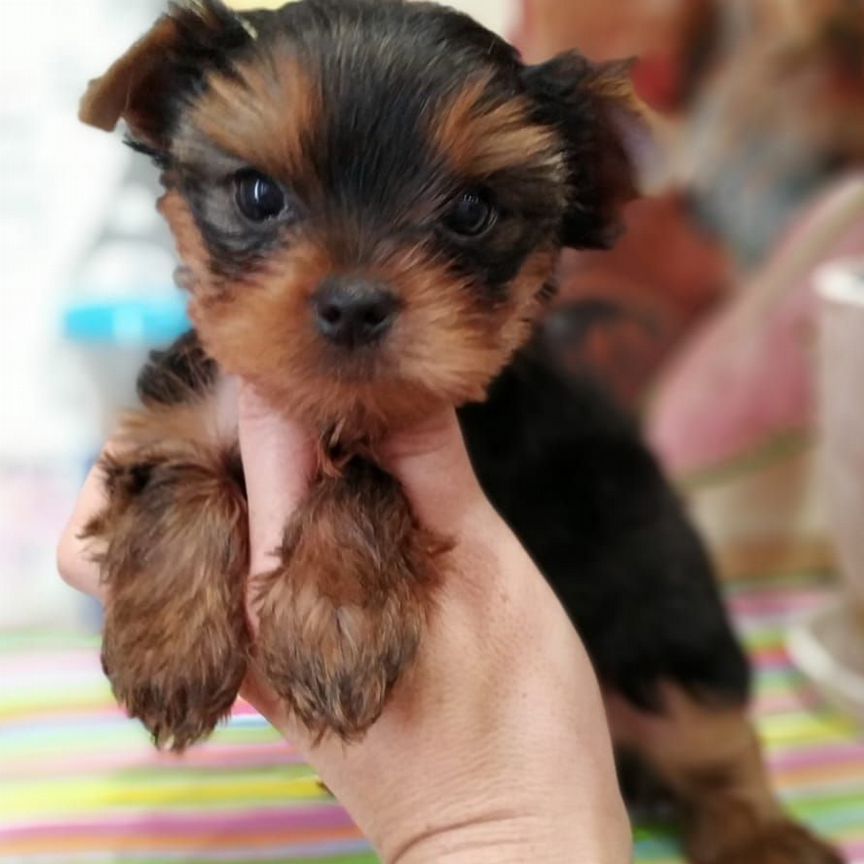 Йоркширский терьер, щенок