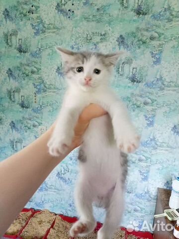Котенок в добрые руки