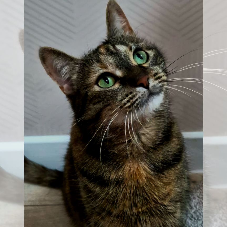 Взрослая, кошка в добрые руки