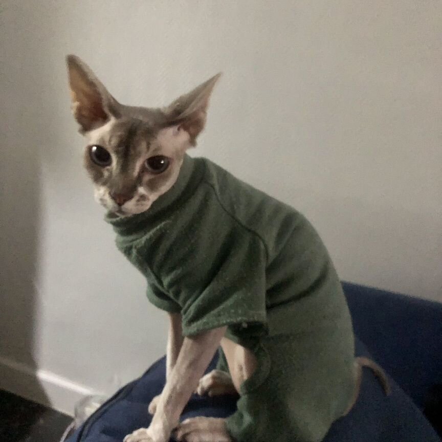 Канадский сфинкс бесплатно