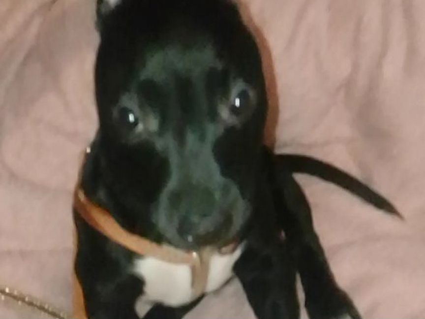 Щенок питбуля