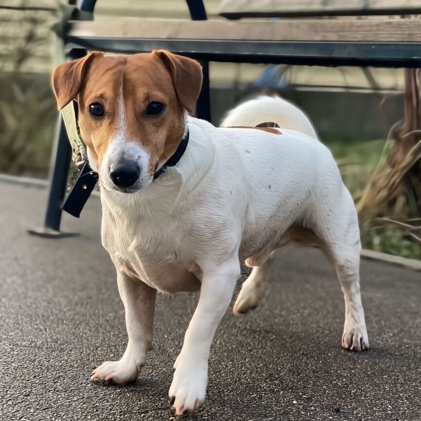 Джек-рассел-терьер, взрослый пёс