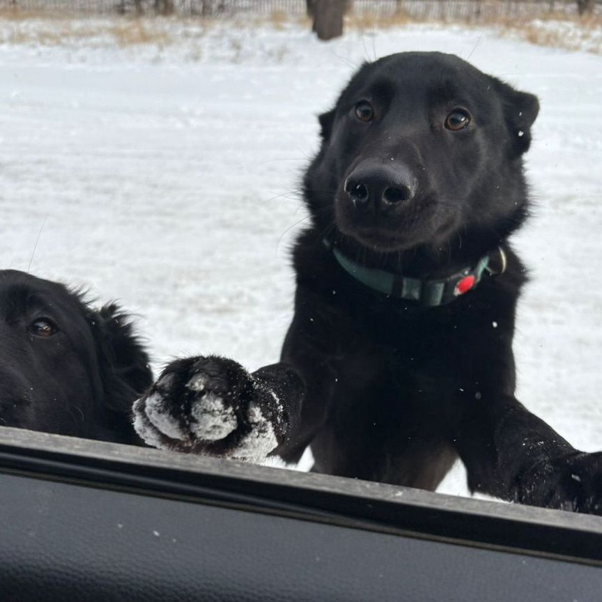 Собака в добрые руки