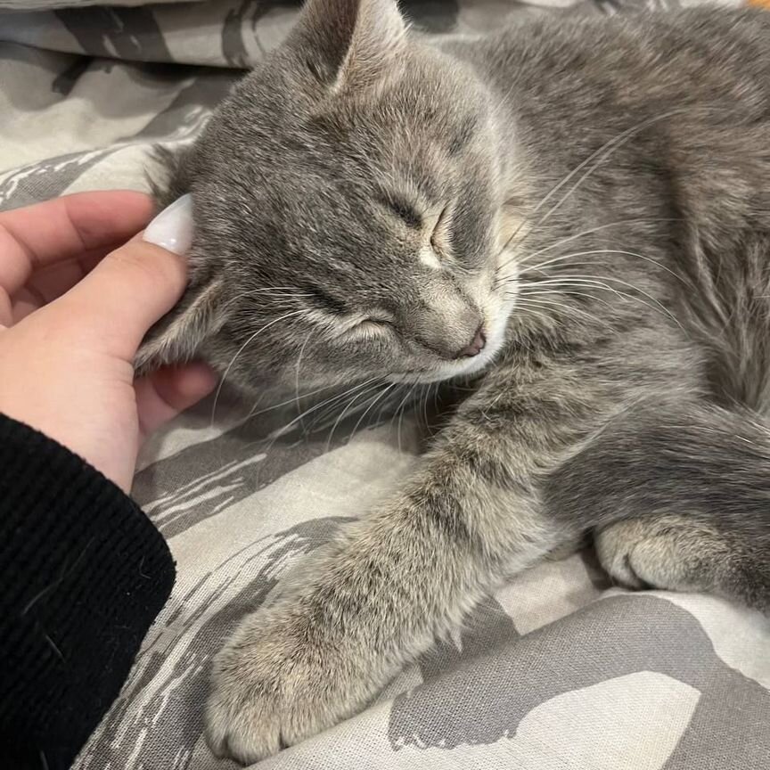 Серенький котёнок