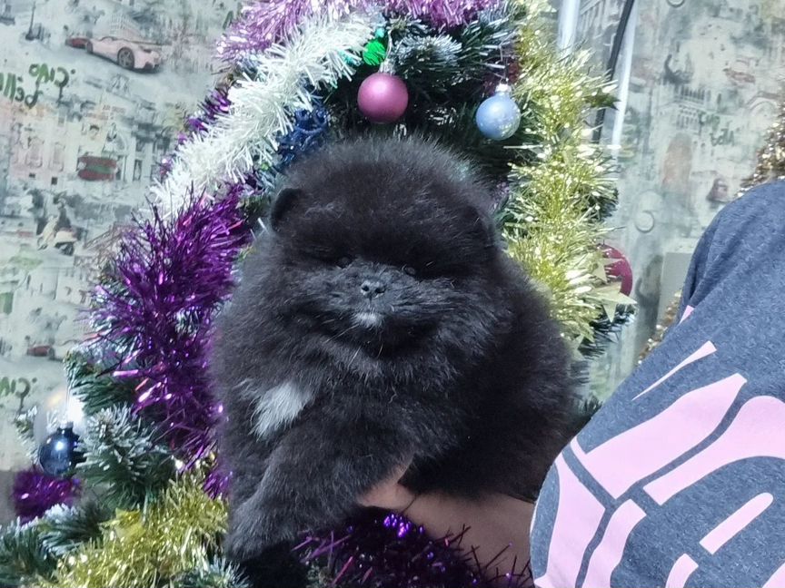 Очень красивая мини девочка