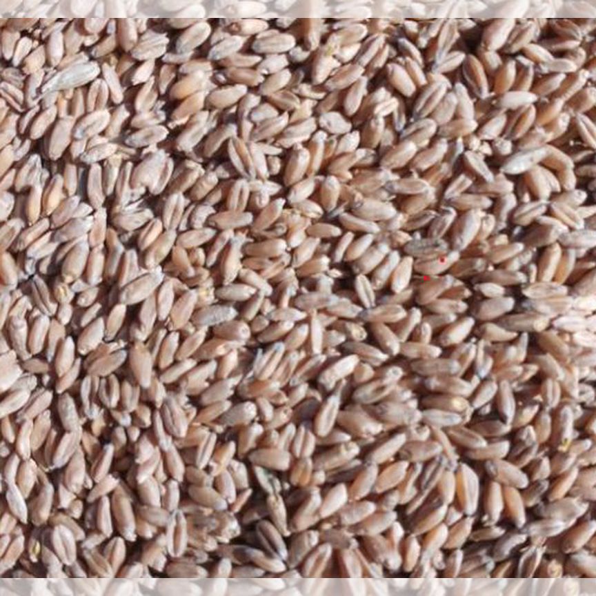 Пшеница 4 класс