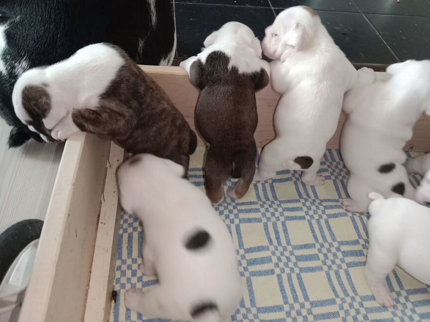 Шикарные английские бульдожата