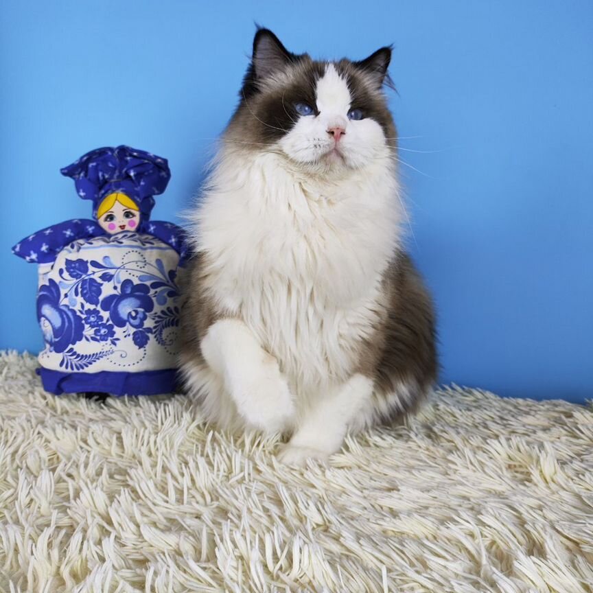 Кошка рэгдолл