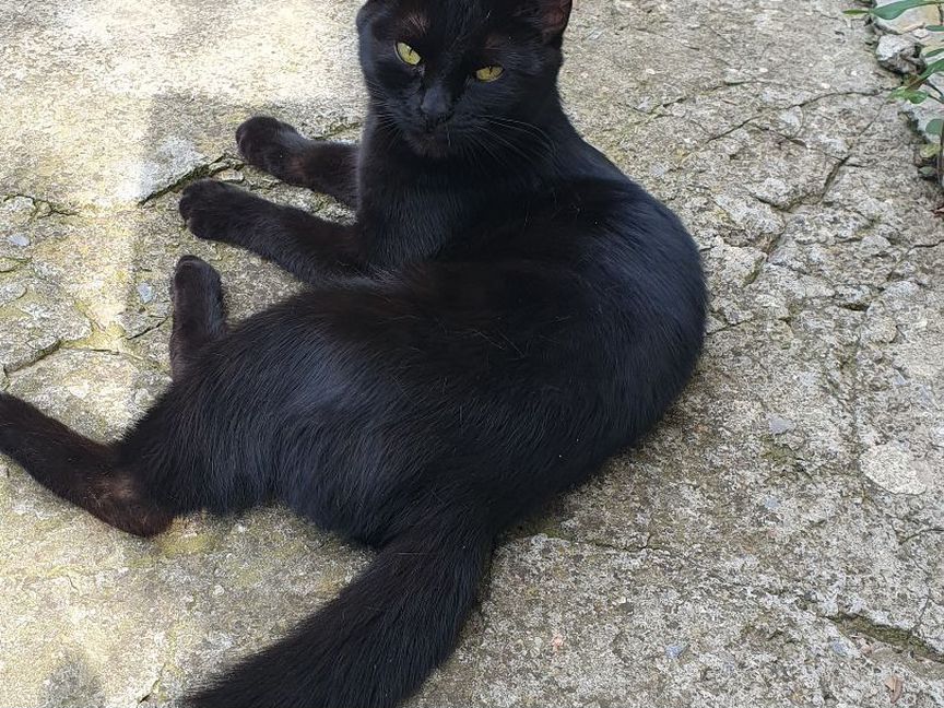 Кошка чёрная Лечебная в дар бесплатно
