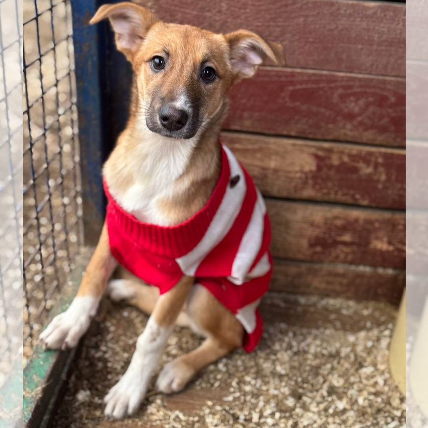 Щенок в добрые руки