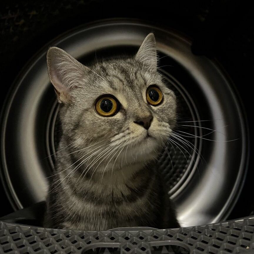 Шотландская прямоухая короткошёрстная, взрослая кошка