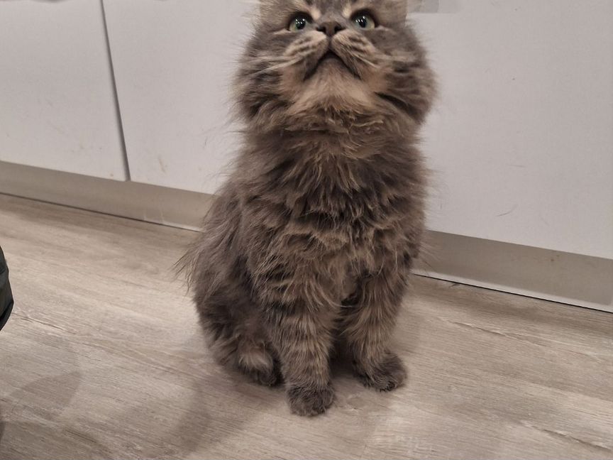 Кот Пончик, 5 лет