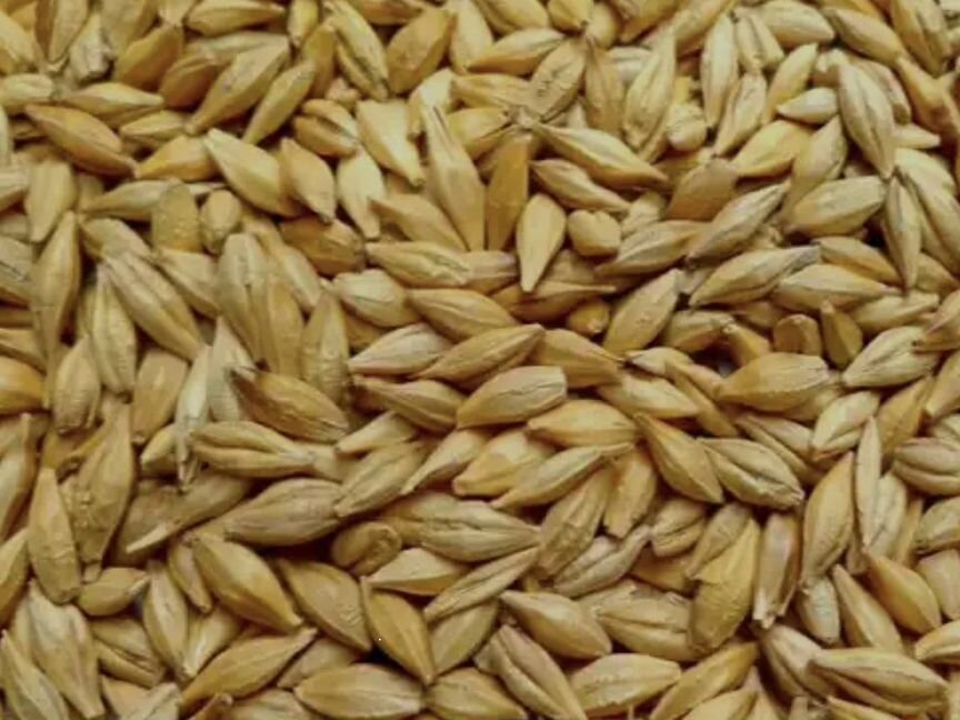 Пшеница#кукуруза#ячмень#овес#шрот подсол#зерно